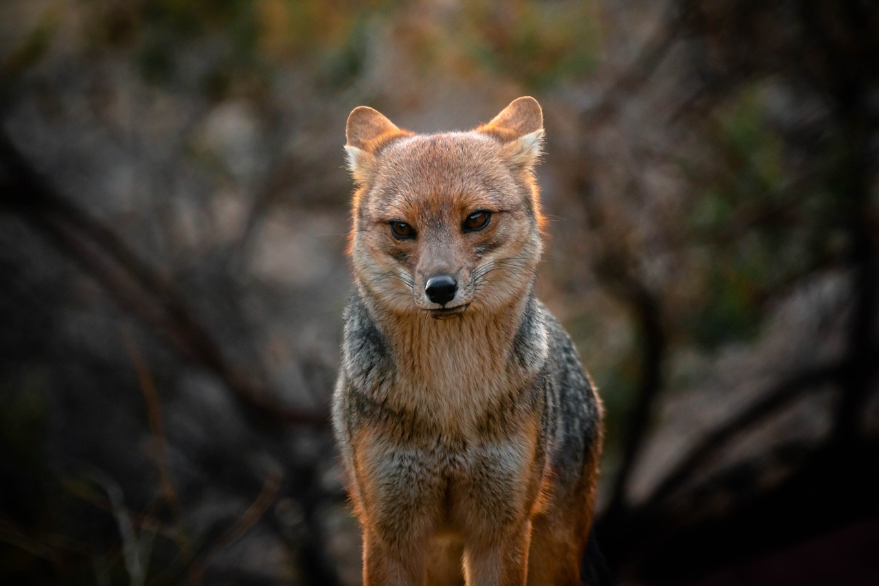 El zorro - Íntima Devoción IEC